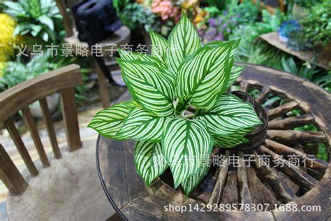 仿真西瓜叶斑马叶绿萝植物墙配材花芋叶斑点银河万年青盆景装饰 阿里巴巴
