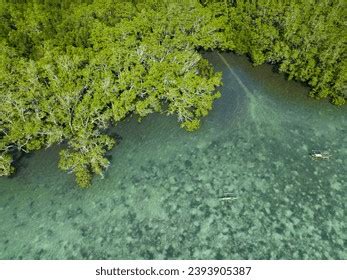 Wetland Boat Mangroves Rainforest Mindanao Philippines Stock Photo