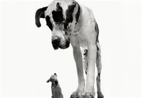 Rase De Caini De Talie Mare