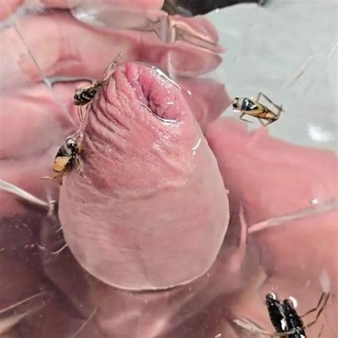 Water Bugs Bites A Dick