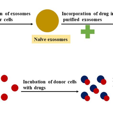 Advantages And Disadvantages Of Different Exosome Drug Loading