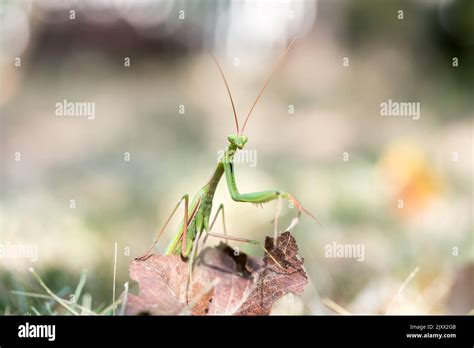 Praying Mantis On The Leave Mantis Religiosa At The Garden In Autumn