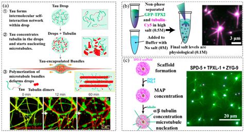 Progress On Crowding Effect In Cell Like Structures Pmc