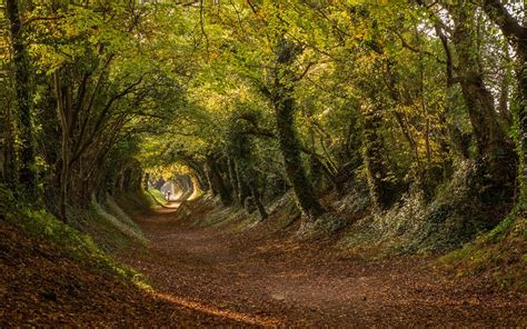 Wallpaper England Halnaker West Sussex Trees Tunnel Road 1920x1440