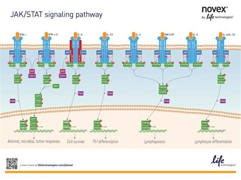 The JAK STAT Signaling Pathway Education Poster Education Poster