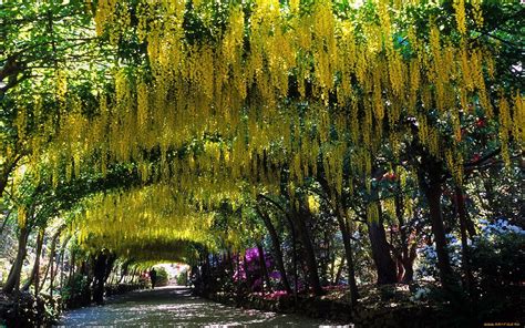 Дерево с висюльками - фото и картинки: 68 штук