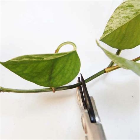 معرفی گل پتوس کامل ترین نکات برای نگهداری و تکثیر پتوس