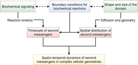 Comparison Between Linear Solid Lines And Nonlinear Dashed Lines