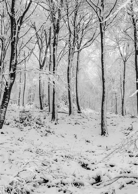 Trees Of North East England On Behance