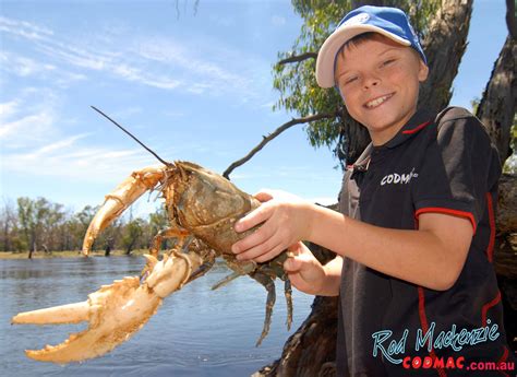 Antediluvian Salad Mud Bugs