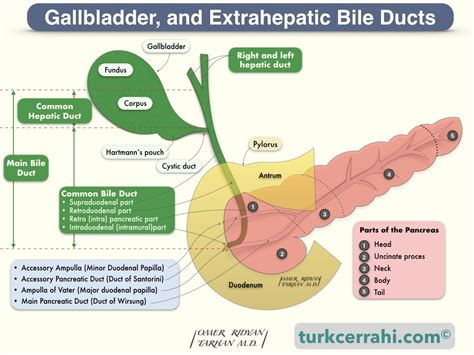 Common Bile Duct Parts