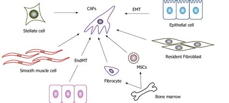 Origin Of Cancer Associated Fibroblasts A Variety Of Cells Can