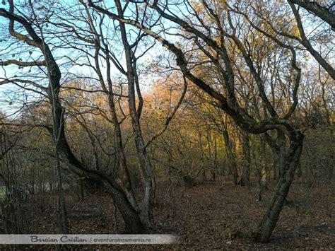 Padurea Hoia Baciu Fantezie Si Mister Aventura In Romania