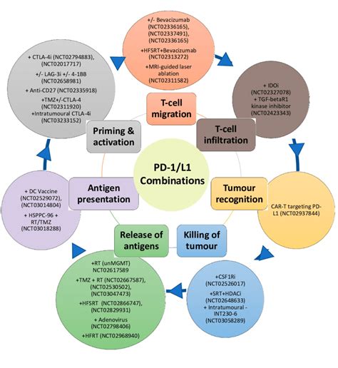 Schematic Of Combination Therapies With Pd 1 L1 Inhibitors Outer
