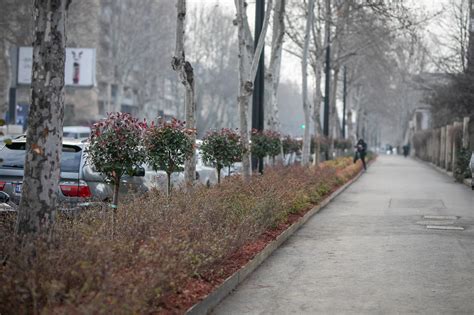 საავტობუსო ზოლი გზის შუა ნაწილში Led ლამპიონები და უსაფრთხოების