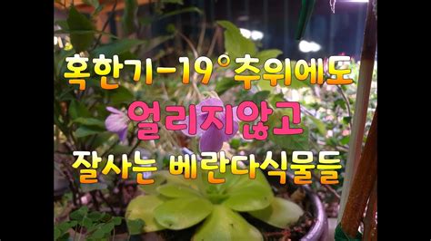 혹한기추위에도 베란다 식물 잘있는이유는~ Youtube