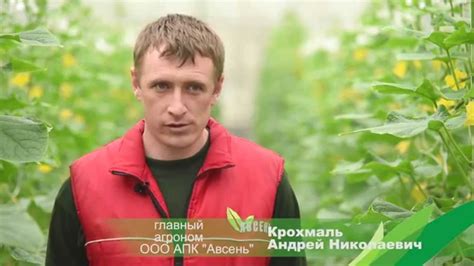 Огурец СВ 4097 ЦВ F1. Опыт выращивания в ООО АПК "Авсень" в Крыму ...