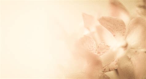 달콤함 백색과 난초와 부드러운 날짜에 멀베리 종이 질감 0명에 대한 스톡 사진 및 기타 이미지 0명 2015년 갈색 Istock