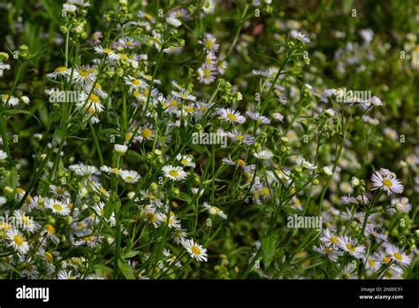 Erigeron Annuus Known As Annual Fleabane Daisy Fleabane Or Eastern