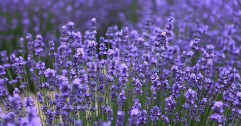 Multiplicar la lavanda de tu jardín Plantas