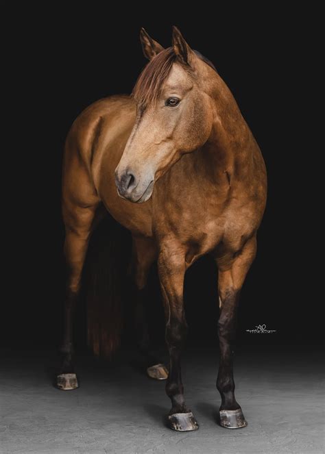 Horse Portraits Photography Horse Photoshoot At Sunset Behind The