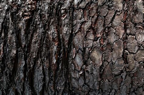 Premium Photo Deciduous Tree Bark Textural Background