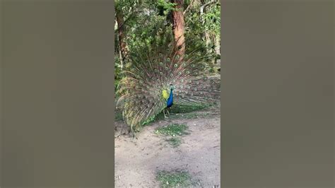 Pickcock Dance Shorts Trending Viralvideo Vlog Youtube