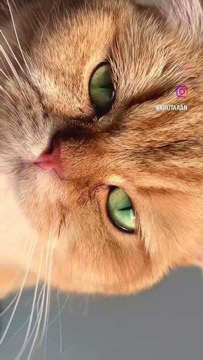 چالش خوتن و گربه Youtube