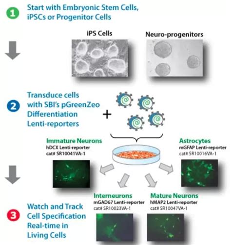 Pluripotency And Differentiation Analysis Biocat Gmbh