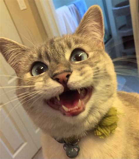 Excited Cat Blank Template Imgflip