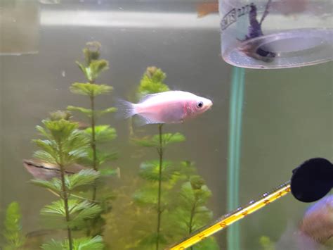 Theese Are 2 Differend Kissing Gouramies Could Someone Tell Their Sex Rgourami