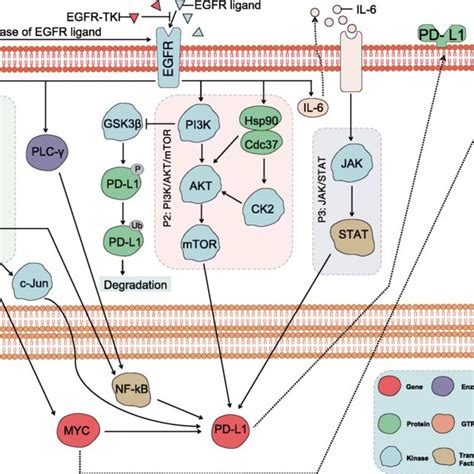 Intrinsic Cancer Cell Pathways Mediate The Regulation Of Pd L1