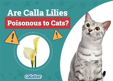 Are Calla Lilies Poisonous To Cats Vet Verified Facts And Safety Guide