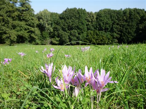 Heuqualität Im Wienerwald Die Herbstzeitlose Stille Gefahr Im Heu