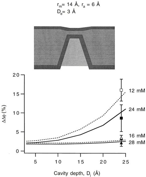 Effects Of The Inclusion Of An Ion Depletion Area In Calculations Using Download Scientific
