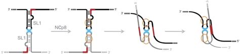 Model Of The Hiv 2 Dimerization Initiation In Vitro Showing