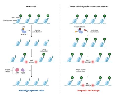 Inhibition Of Dna Damage Repair By Oncometabolites In Cancer Cells