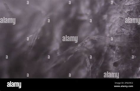 Micrograph Paper Stock Videos And Footage Hd And 4k Video Clips Alamy