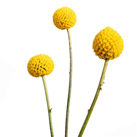 Craspedia Globosa Solarpop Muller Seeds