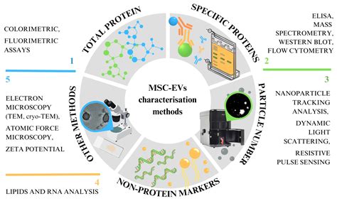 Ijms Free Full Text Current Methods For Analysing Mesenchymal Stem