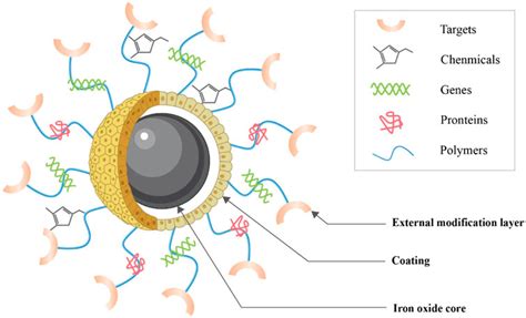 Frontiers Hope For Bone Regeneration The Versatility Of Iron Oxide