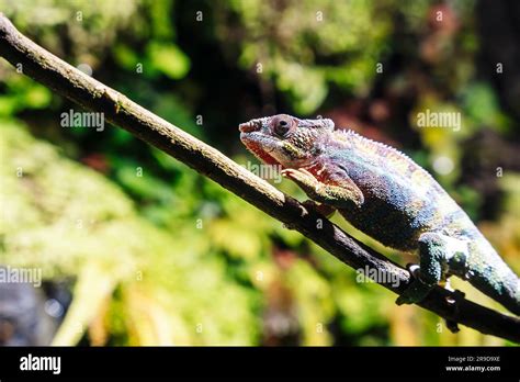 Chameleon With Rolling Eyes In A Terrarium Close Up A Multicolored Reptile With Colorful Skin