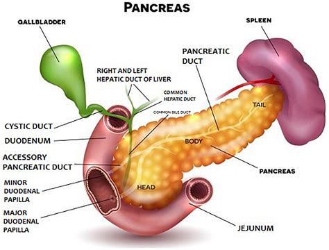 Functions Of The Pancreas Diagram Pancreas Endocrine