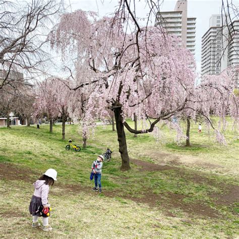 Ohanami Cherry Blossom Viewing Yucas Japanese Cooking
