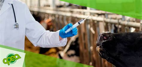 Brucelose O que é e como prevenir CPEA Agrocursos