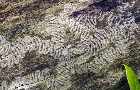 Slug Marks On Carpet At Lisa Travis Blog