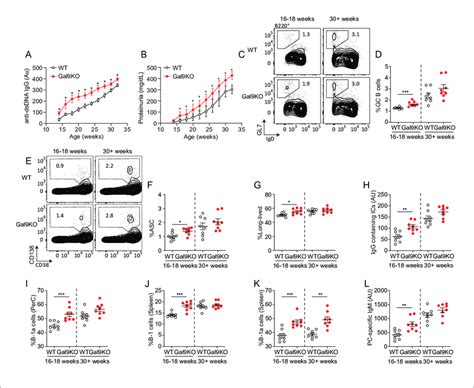 Loss Of Gal9 In Nzbw Mice Leads To Accelerated Autoimmunity A