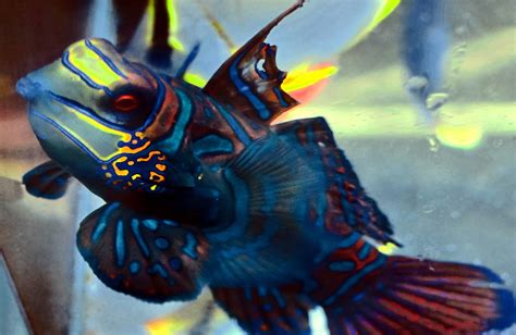 Saving Nemo — Positively Filipino Online Magazine For Filipinos In