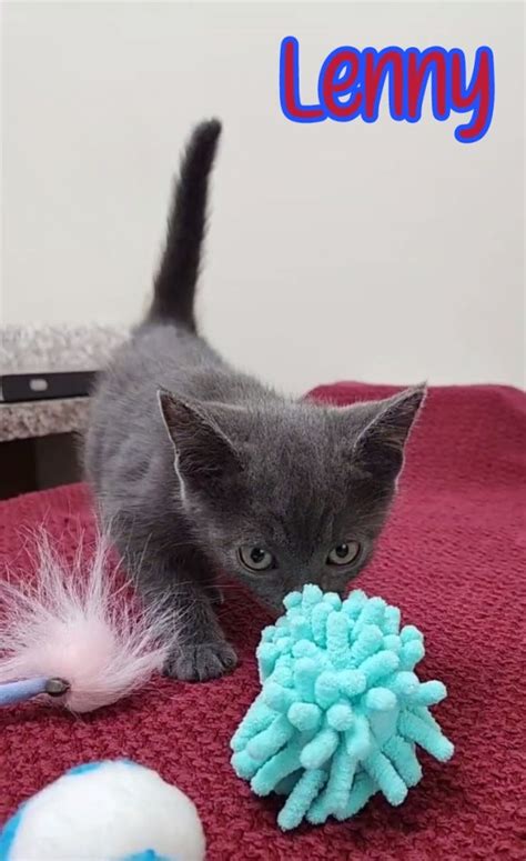 Kitten Korner Humane Society Of Ottawa County