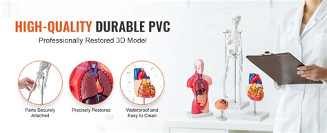 Vevor Human Anatomy Models Bundle Set Brain Human Torso Body Heart
